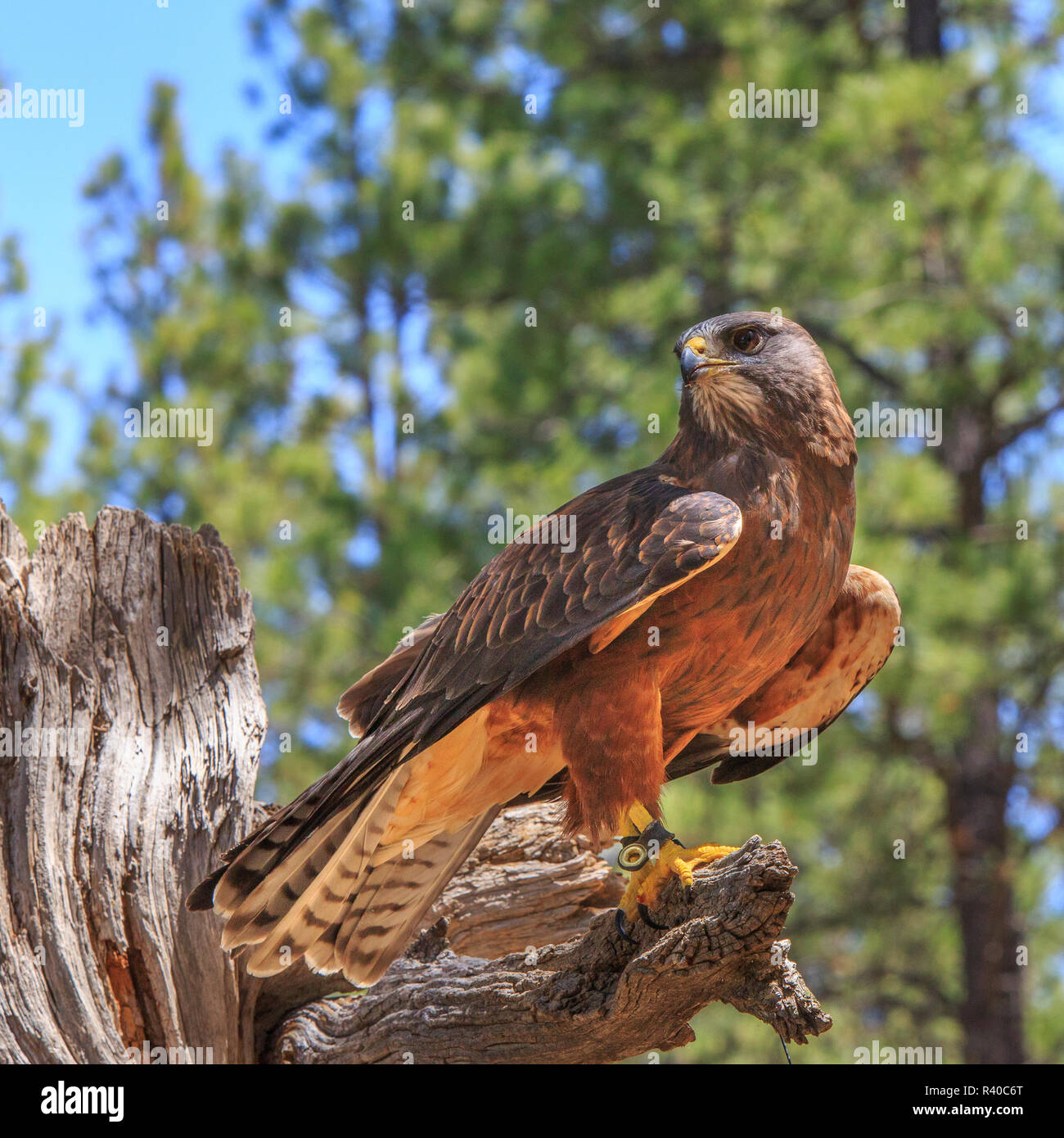 USA, Eastern Oregon, Bend, Raptors of the Desert Sky. High Desert ...