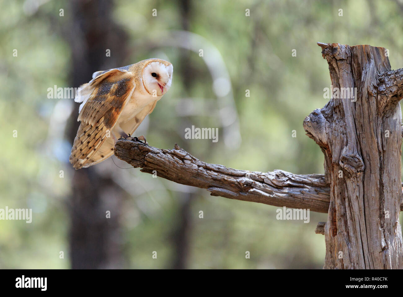 USA, Oregon, Bend. Captive barn owl (Tyto alba Stock Photo - Alamy
