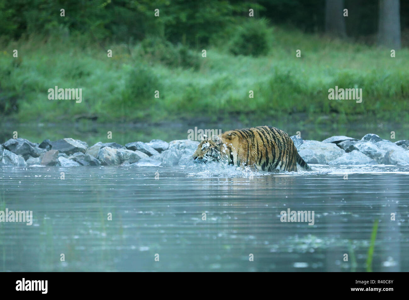 The Siberian tiger is considered to be the largest tiger - Panthera ...