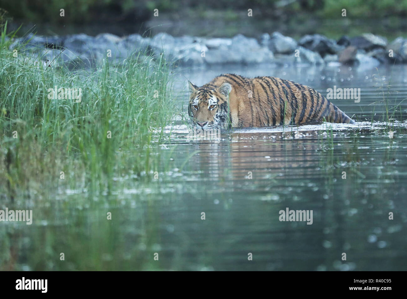 Siberian tiger in water in river - Panthera tigris altaica Stock Photo ...