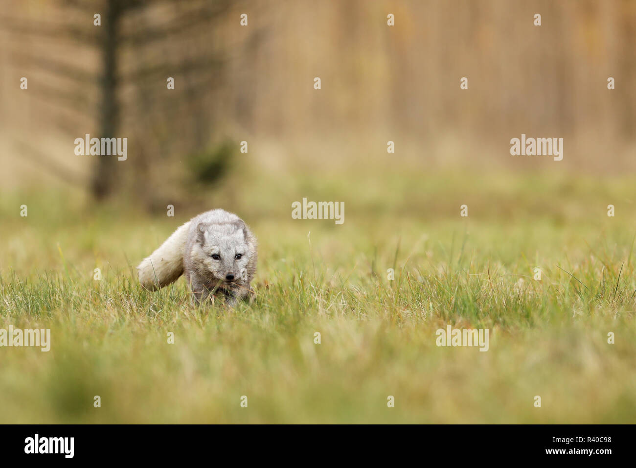 Arctic fox run through meadow in summer - Vulpes lagopus Stock Photo ...