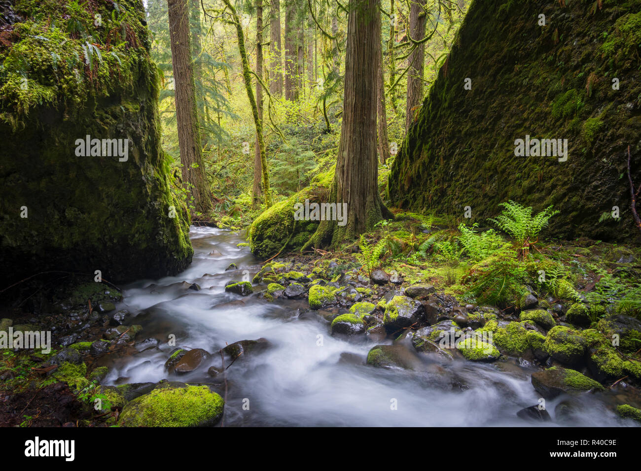 USA, Oregon. Spring view of Ruckle Creek in the Columbia River Gorge ...