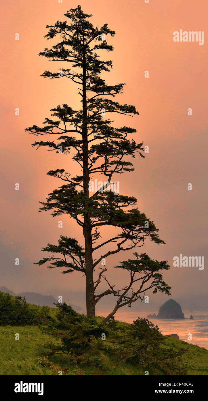 Cannon beach oregon tree hi-res stock photography and images - Alamy