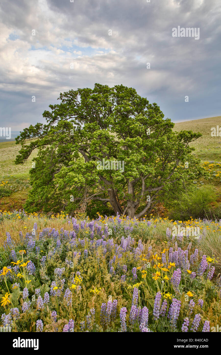 USA, Oregon, Columbia River Gorge, Field Along Dalles Mountain Road ...