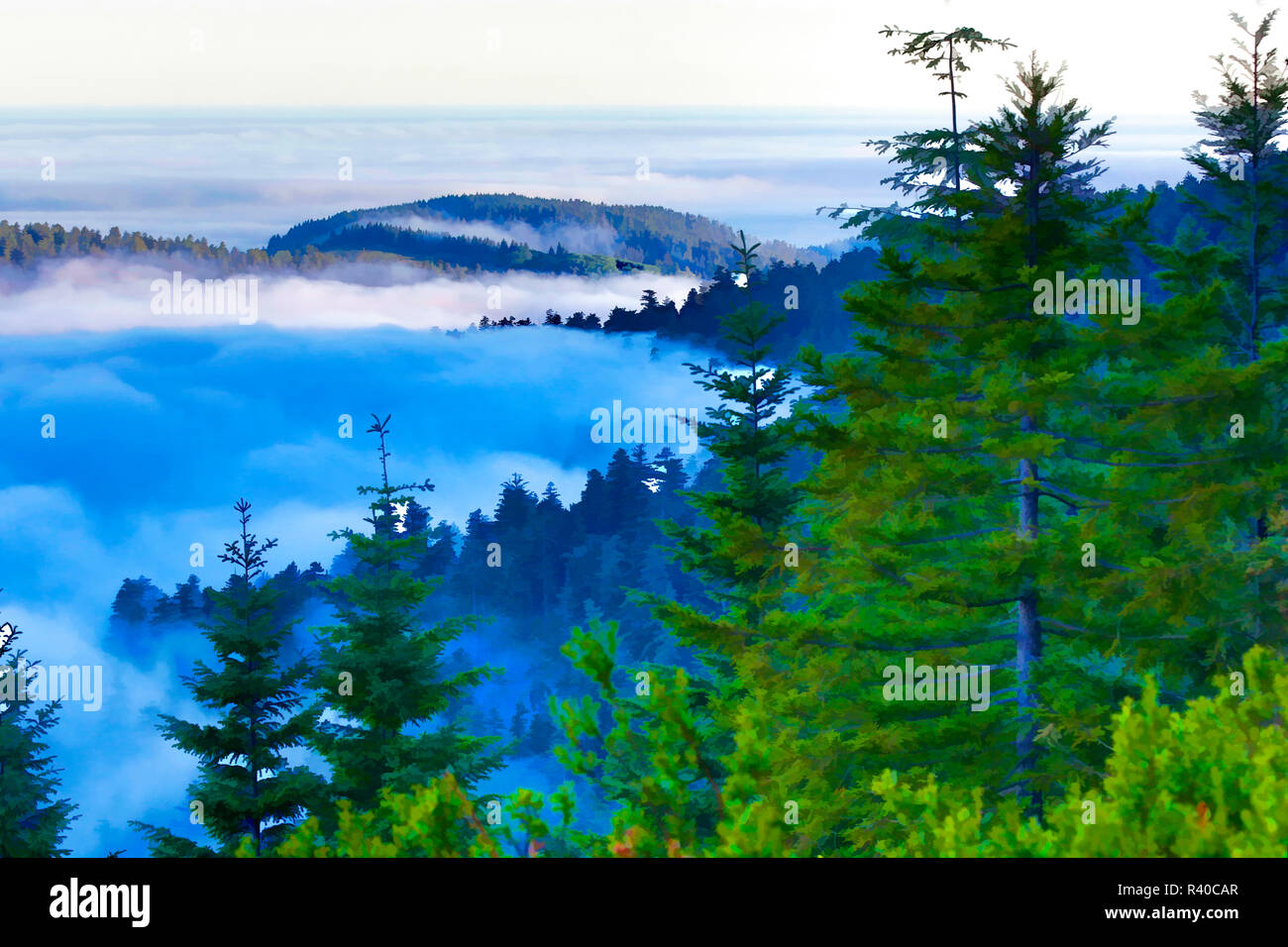 USA, Oregon, trees in the early morning mist Stock Photo - Alamy