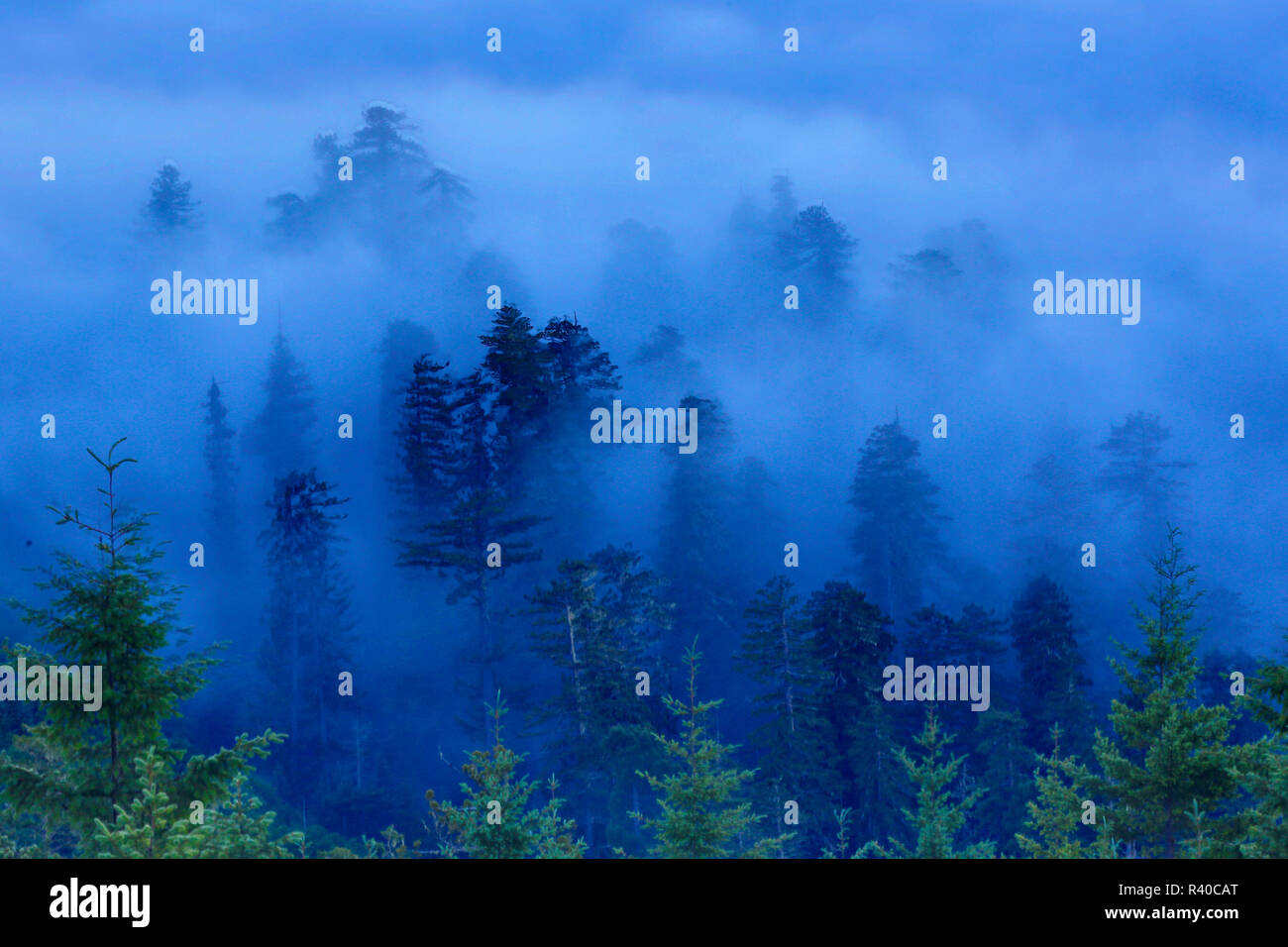 USA, Oregon, trees in the early morning mist Stock Photo - Alamy