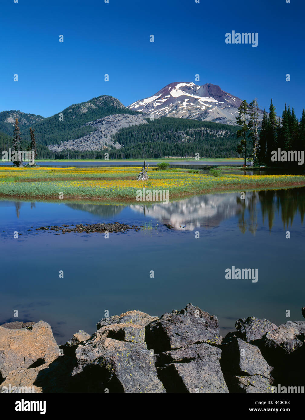 USA, Oregon, Deschutes National Forest, Leafy arnica blooms on an ...