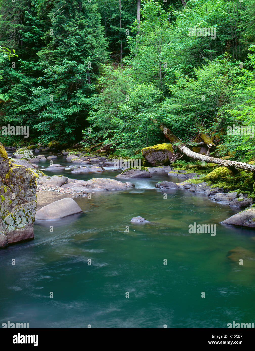 USA, Oregon, Willamette National Forest, Middle Santiam Wilderness ...