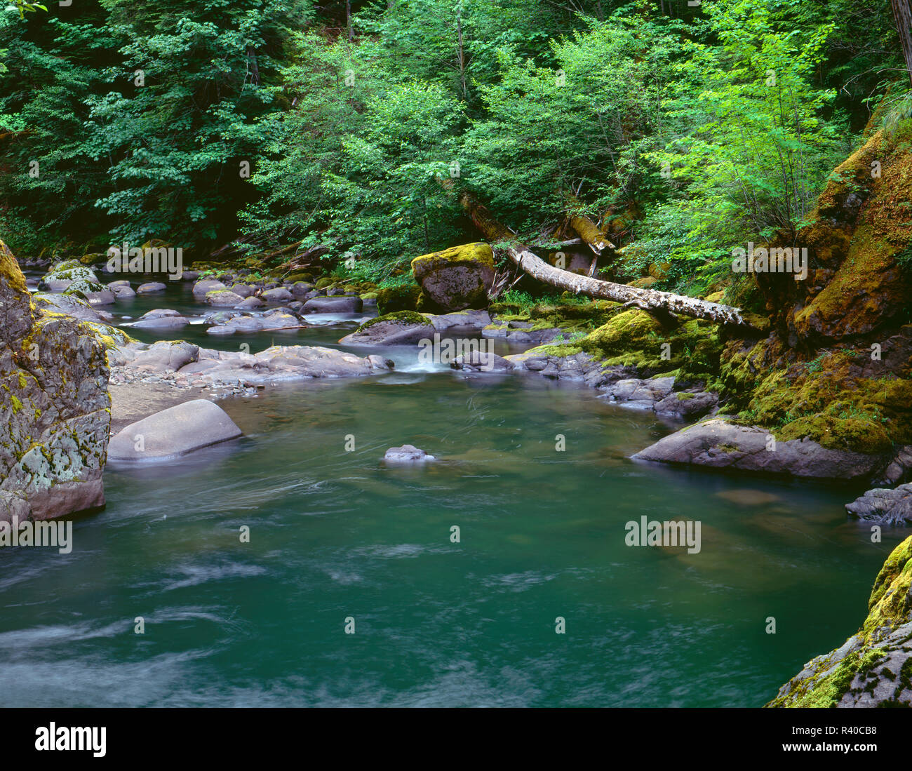 USA, Oregon, Willamette National Forest, Middle Santiam Wilderness ...