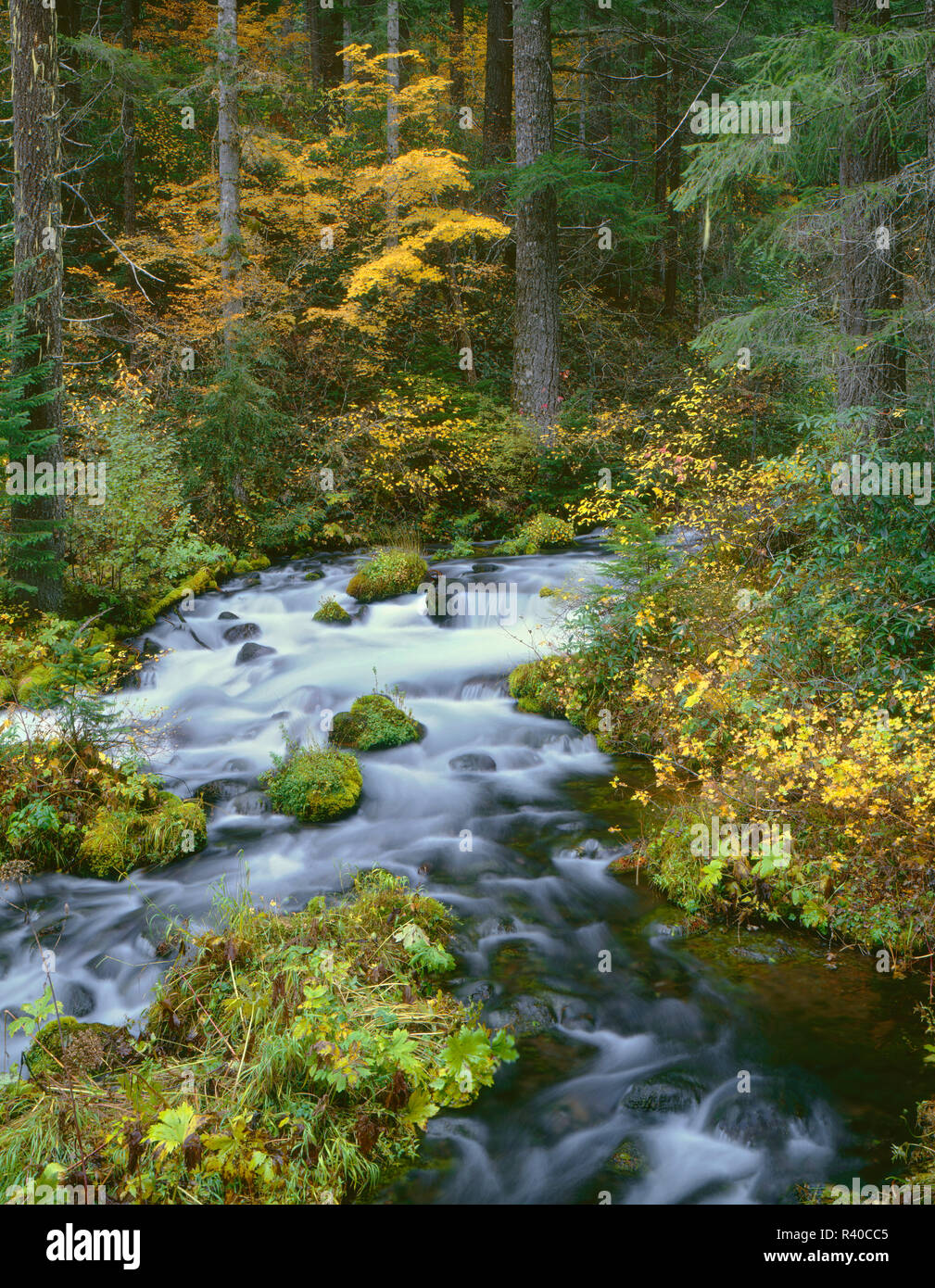 USA, Oregon, Willamette National Forest, Autumn foliage and Douglas fir ...