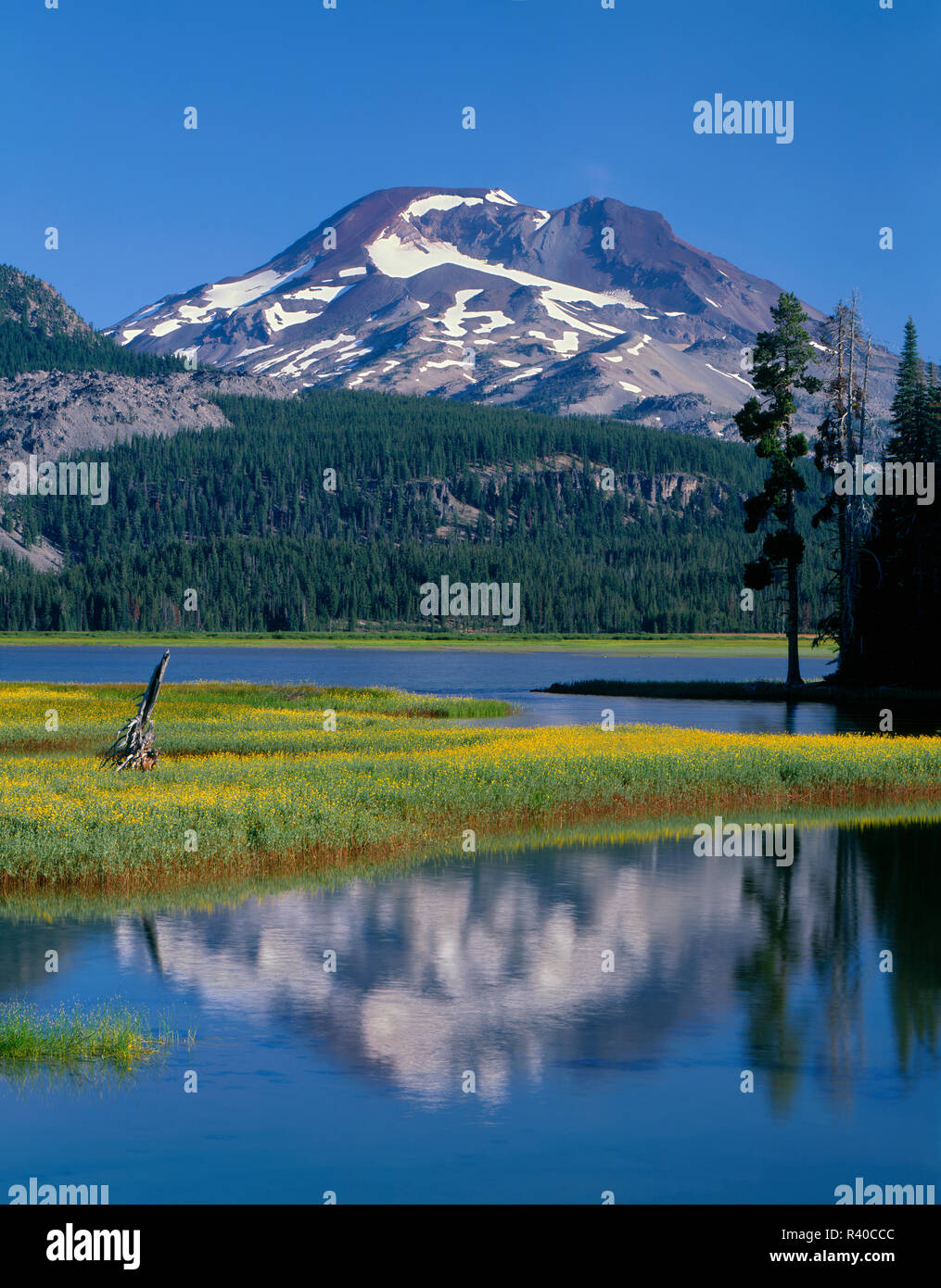 USA, Oregon, Deschutes National Forest, Leafy arnica blooms on an ...