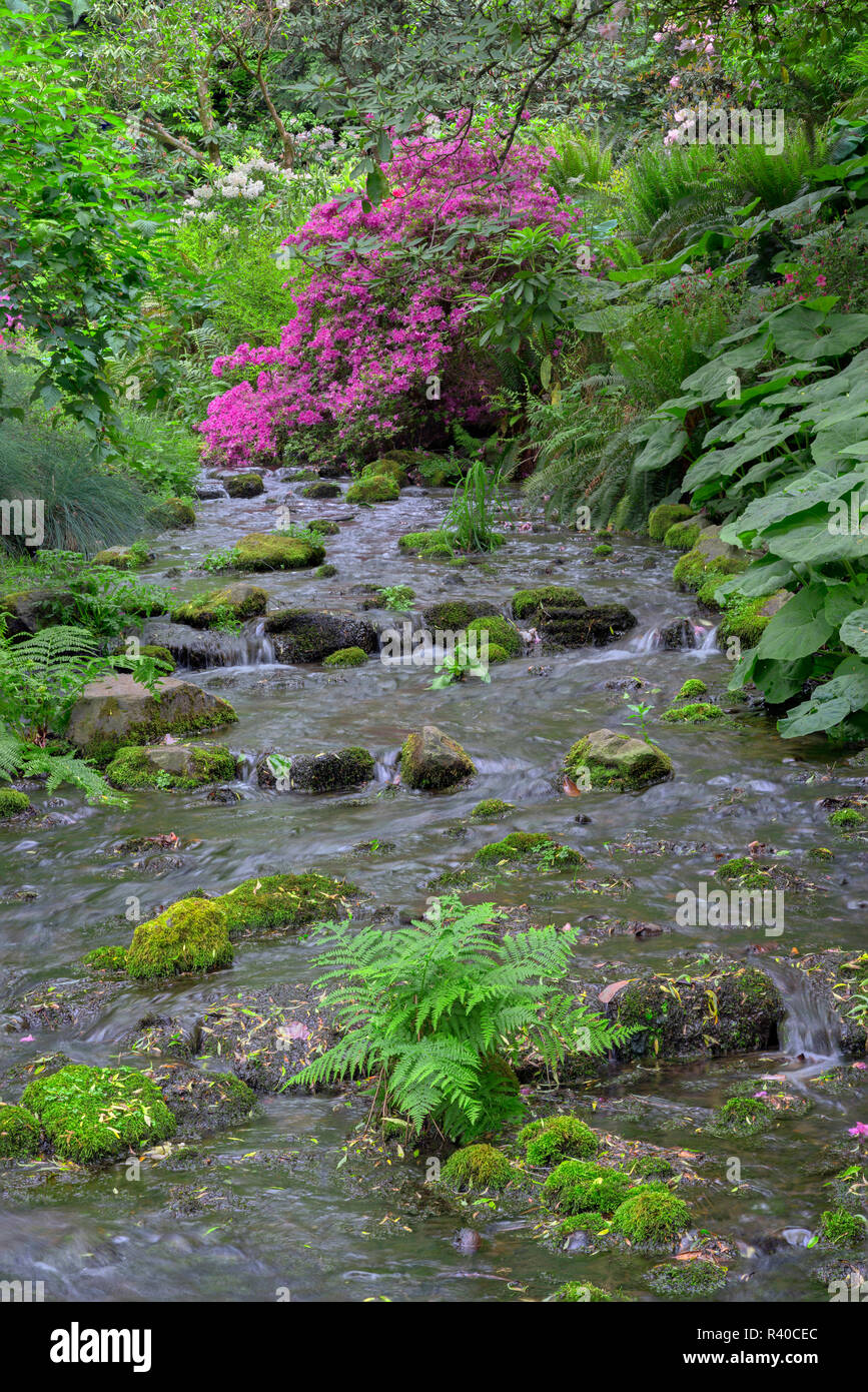 USA, Oregon, Portland, Crystal Springs Rhododendron Garden, Azalea in ...