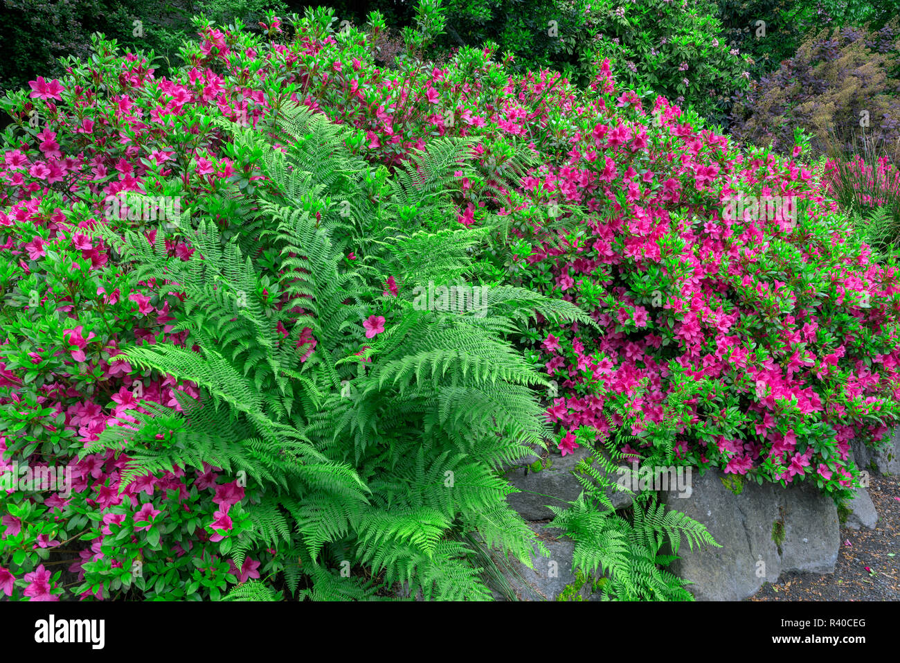 USA, Oregon, Portland, Crystal Springs Rhododendron Garden, Blooming ...