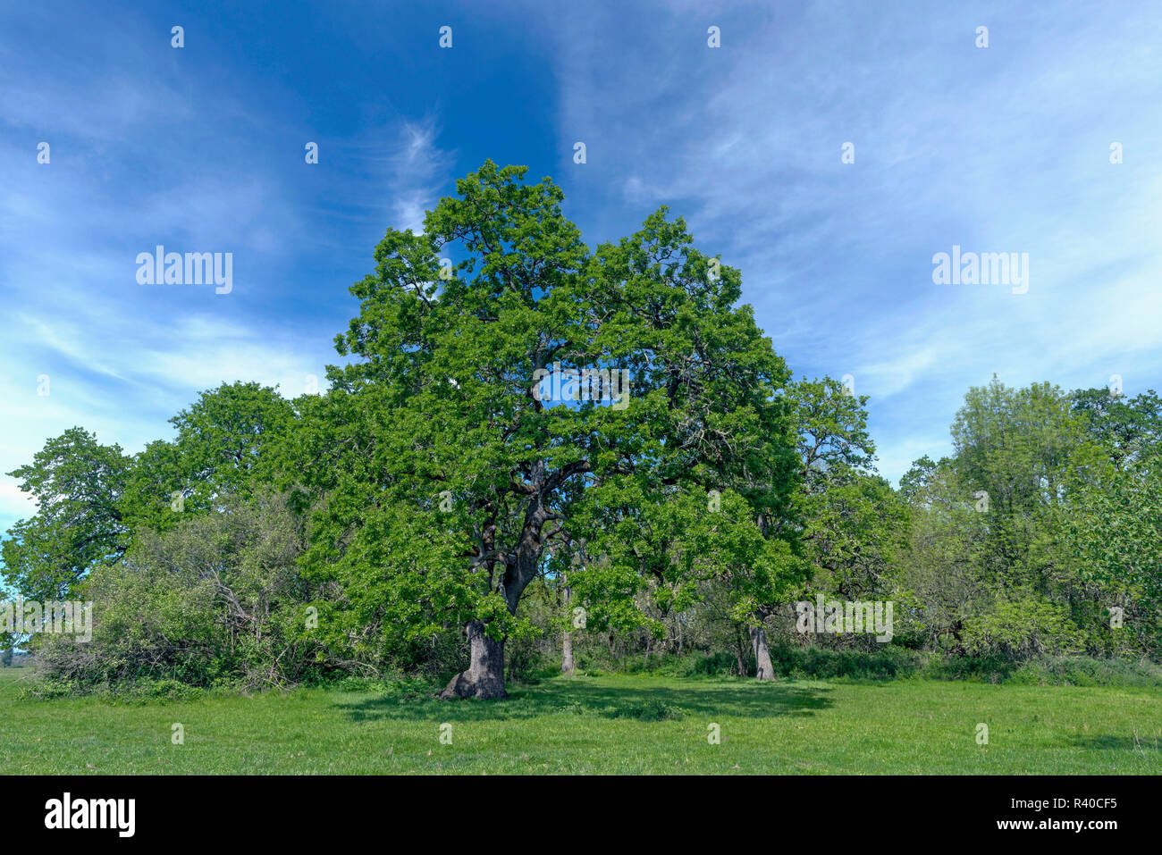 White Oak Tree Spring