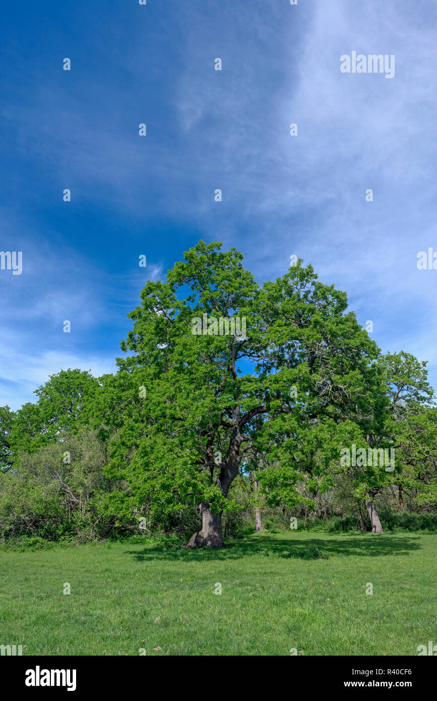Oregon white oak hi-res stock photography and images - Alamy