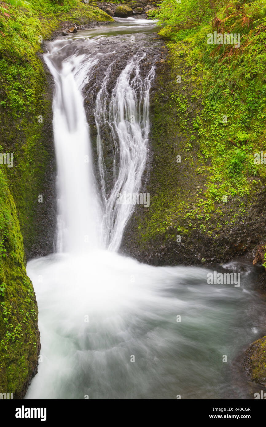 Oregon, Columbia River Gorge National Scenic Area, Oneonta Falls Stock ...