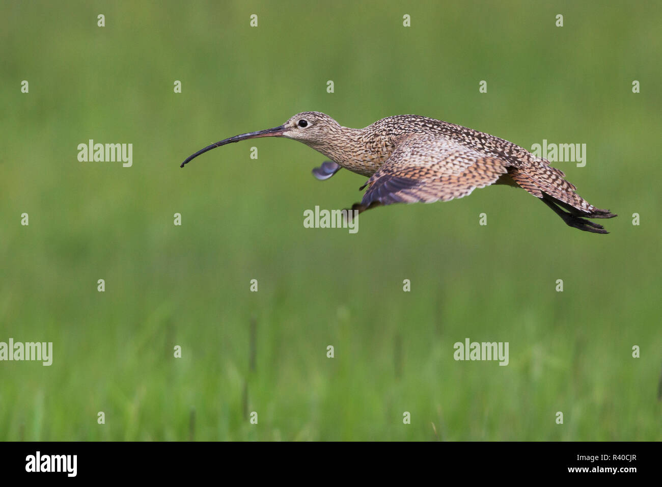 Long-billed Curlew in Flight Stock Photo - Alamy