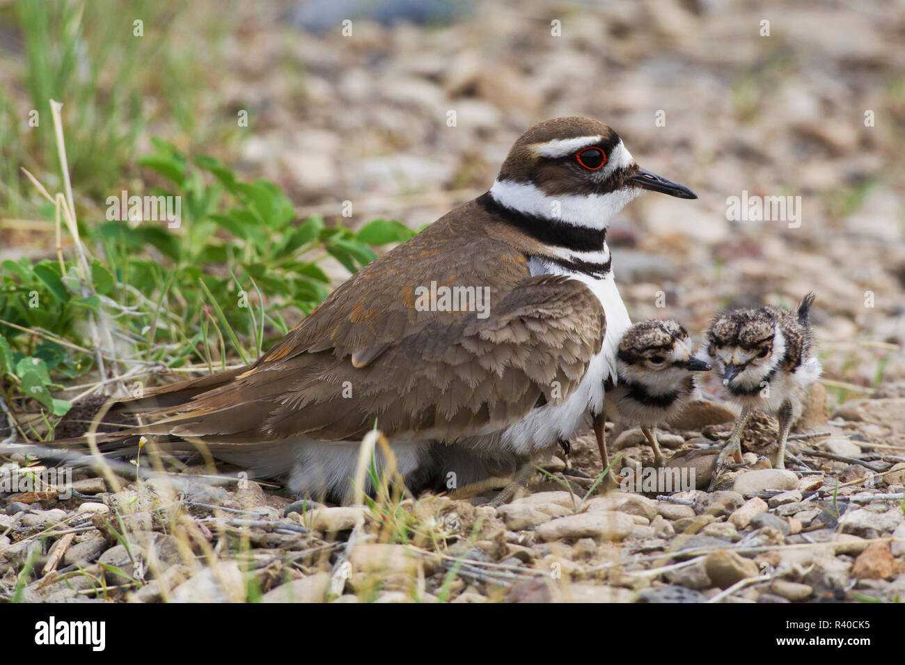 Killdeer Chicks