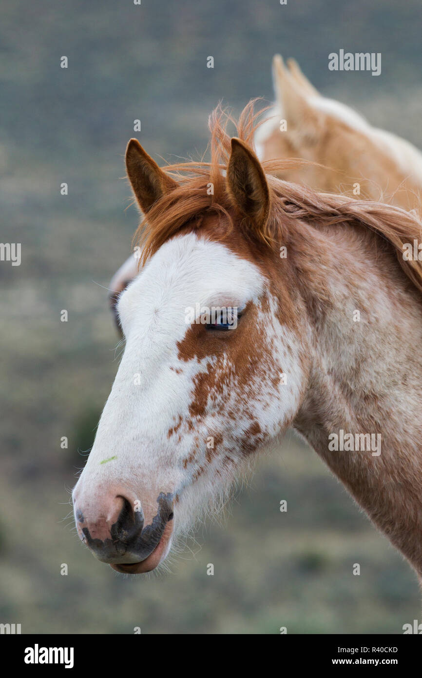 Wild mustang north america hi-res stock photography and images - Alamy