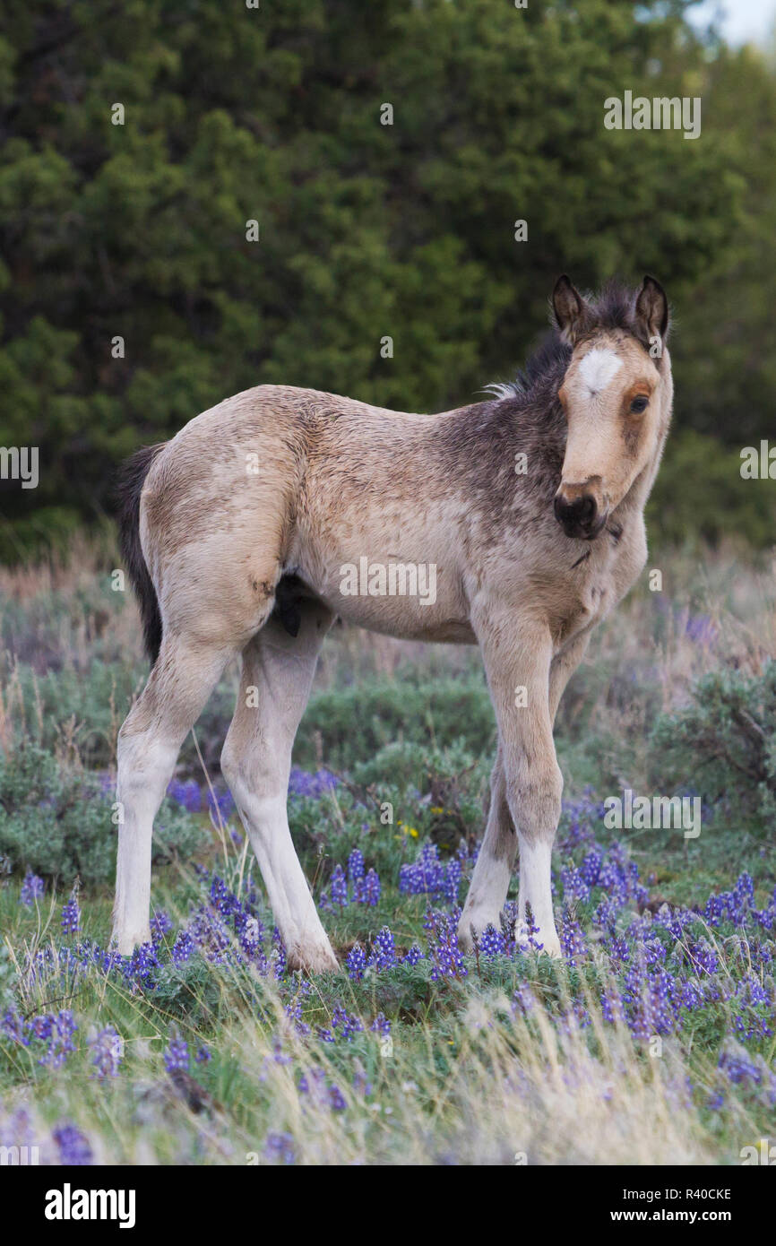 Wild mustang north america hi-res stock photography and images - Alamy