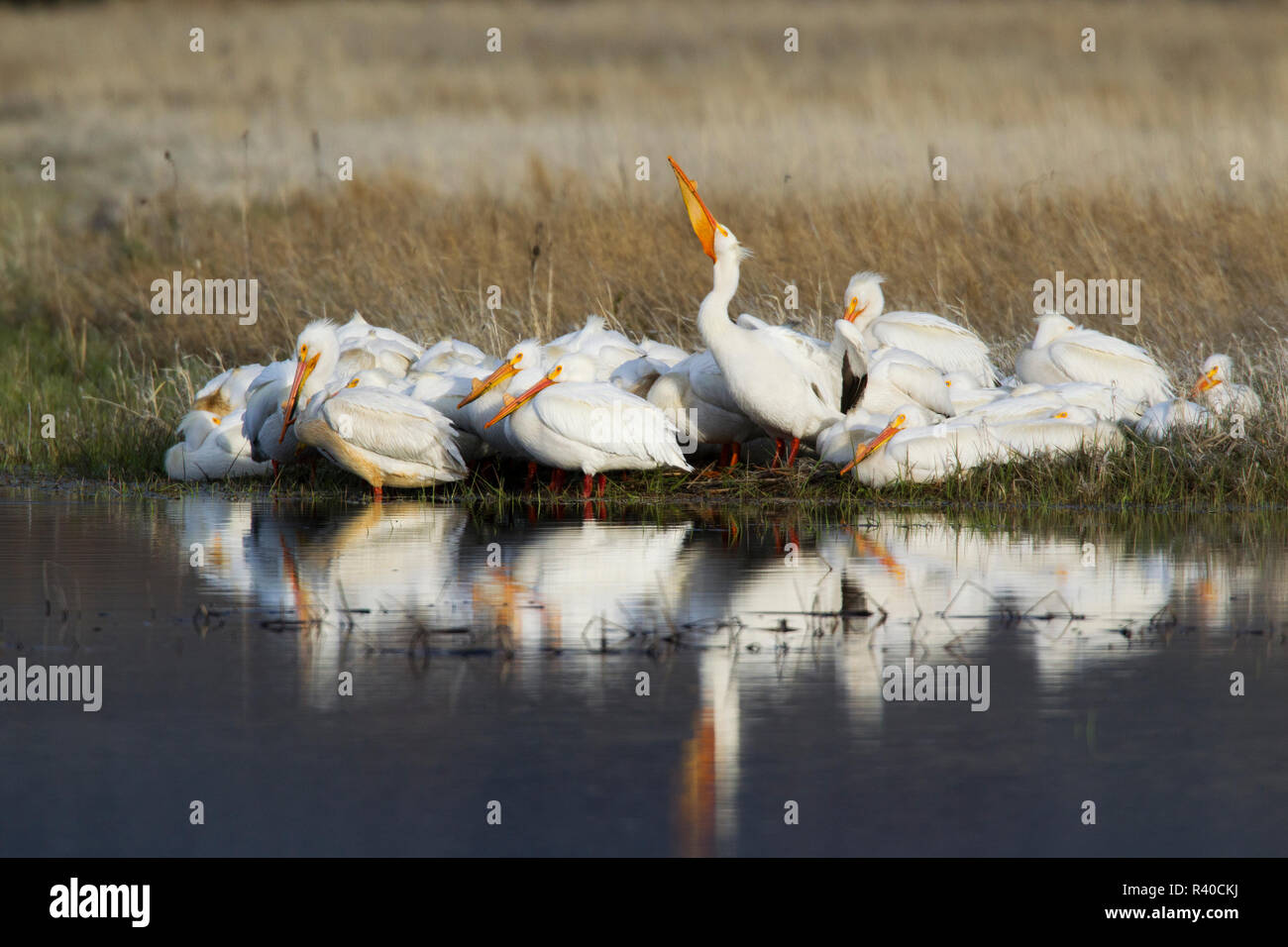 American pelicans migration hi-res stock photography and images - Alamy