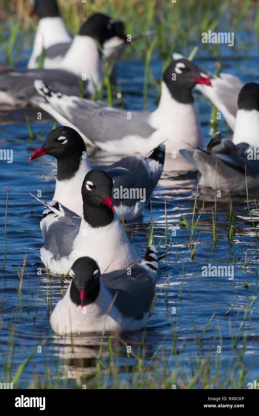 Franklin's Gull flock Stock Photo - Alamy