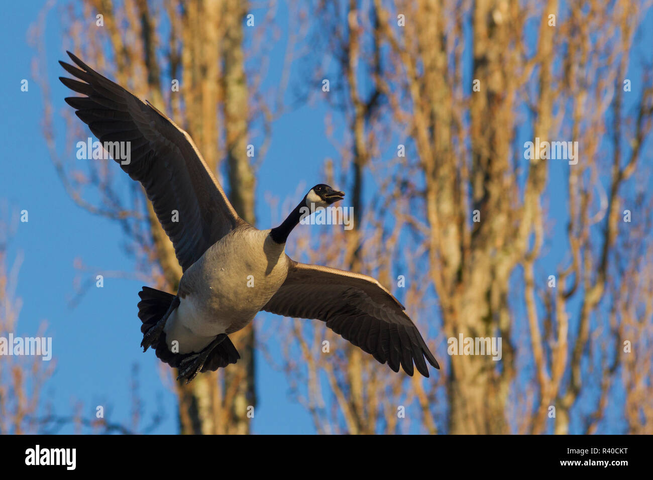 Greater canada hi-res stock photography and images - Alamy