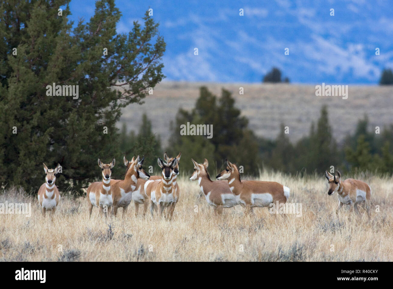 Antelope oregon hi-res stock photography and images - Alamy