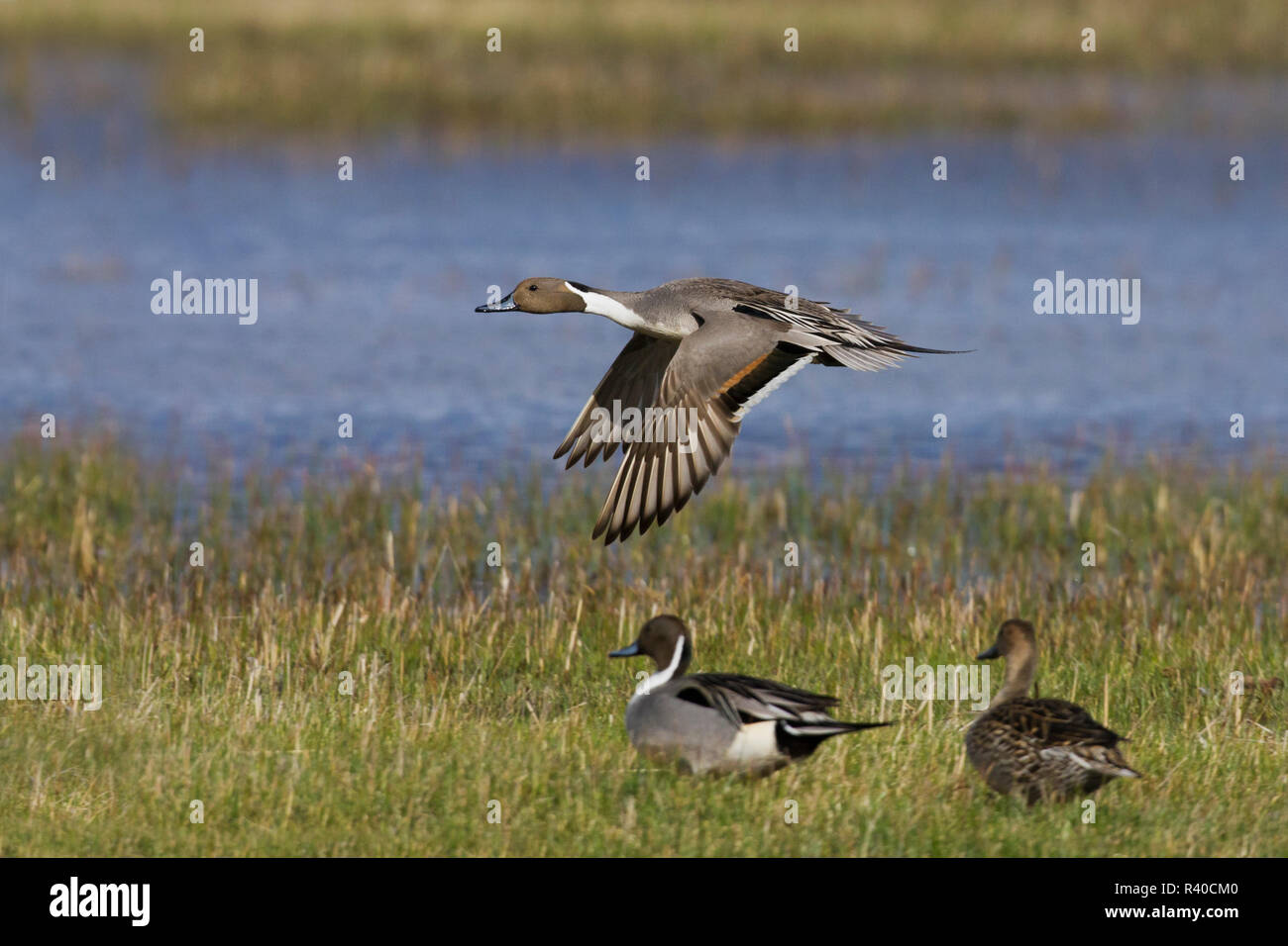 Northern Pintail Ducks Stock Photo - Alamy