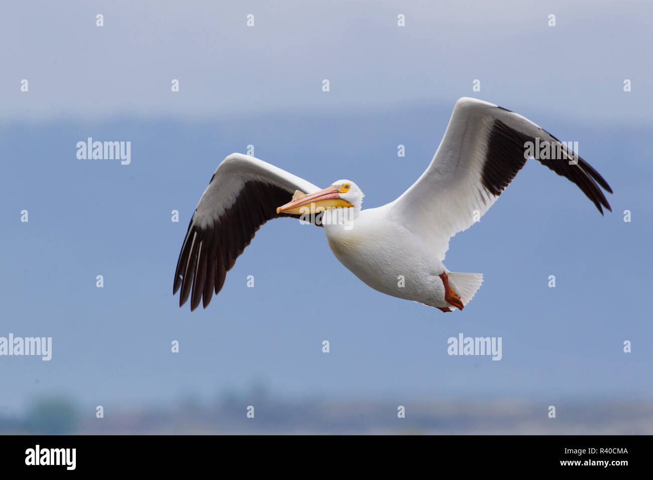 American white pelican flying Stock Photo - Alamy