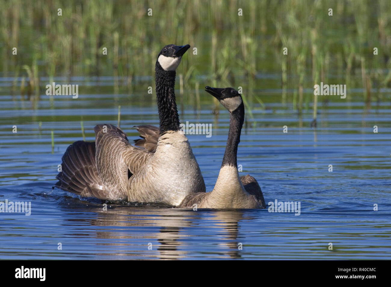 Greater Canada geese courtship Stock Photo - Alamy