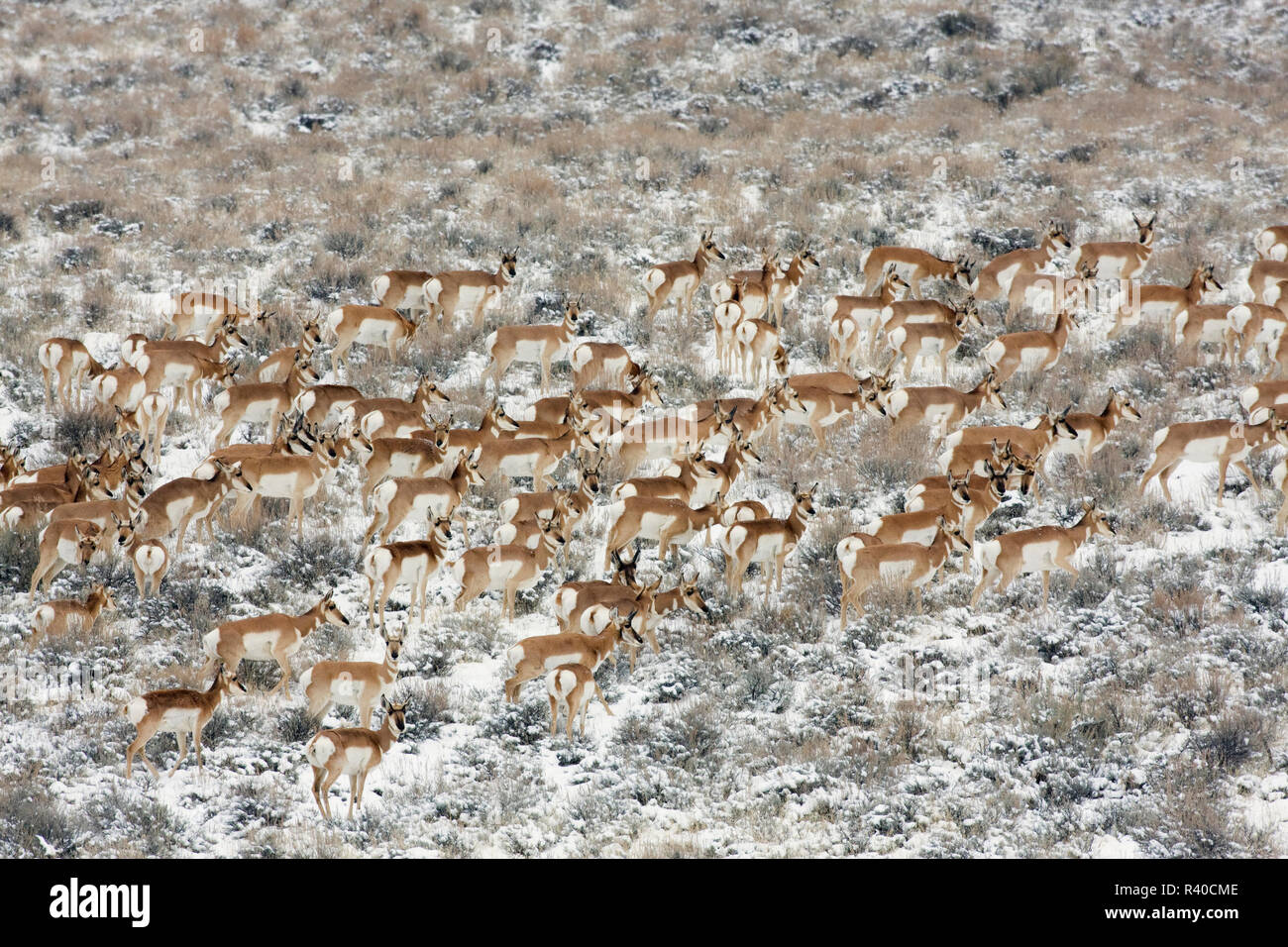 Sage bush hi-res stock photography and images - Alamy