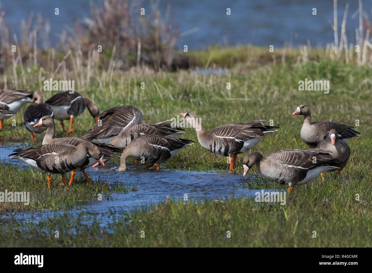Greater white fronted goose migration hi-res stock photography and ...