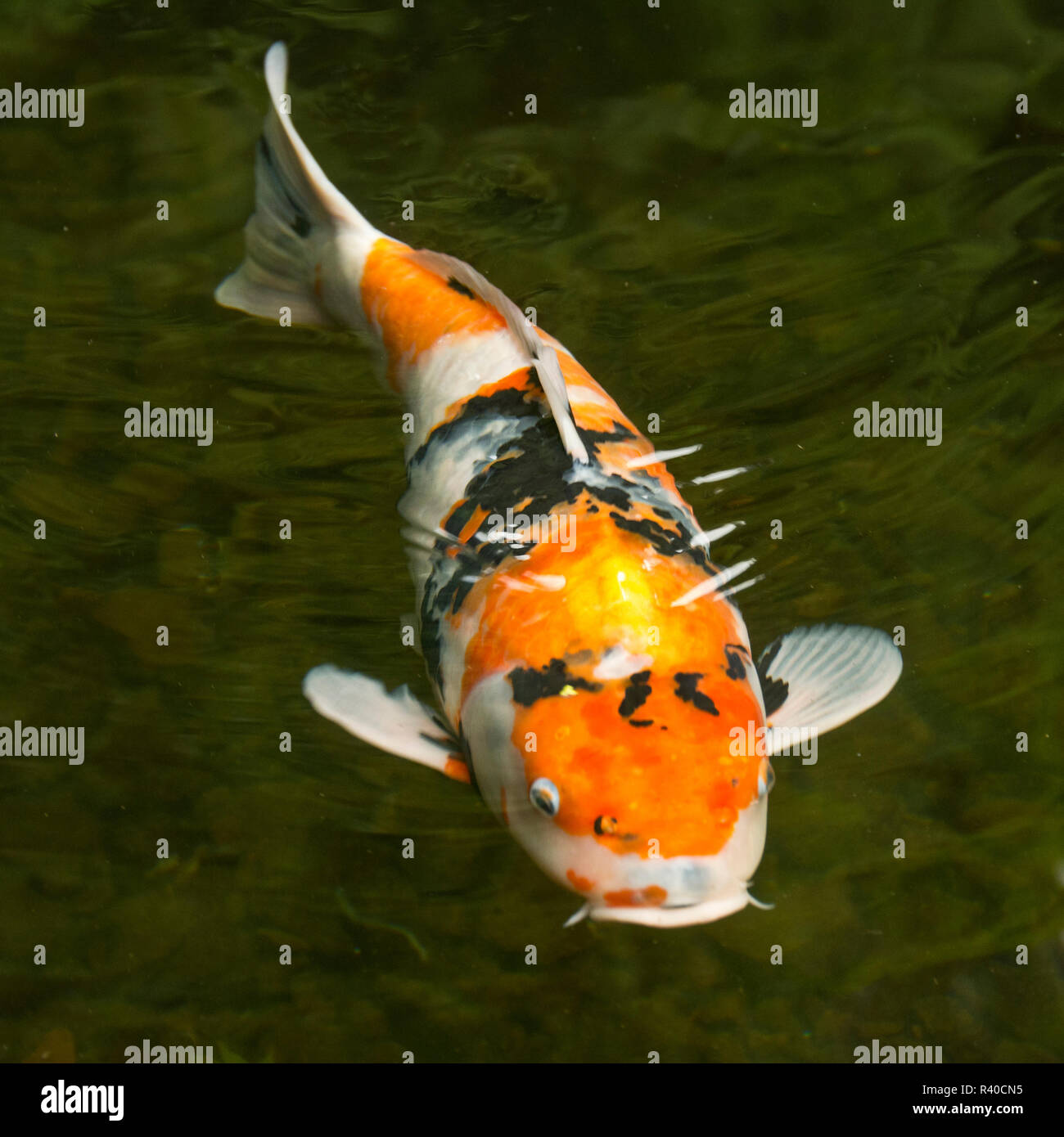 Portland oregon usa fish hi-res stock photography and images - Alamy