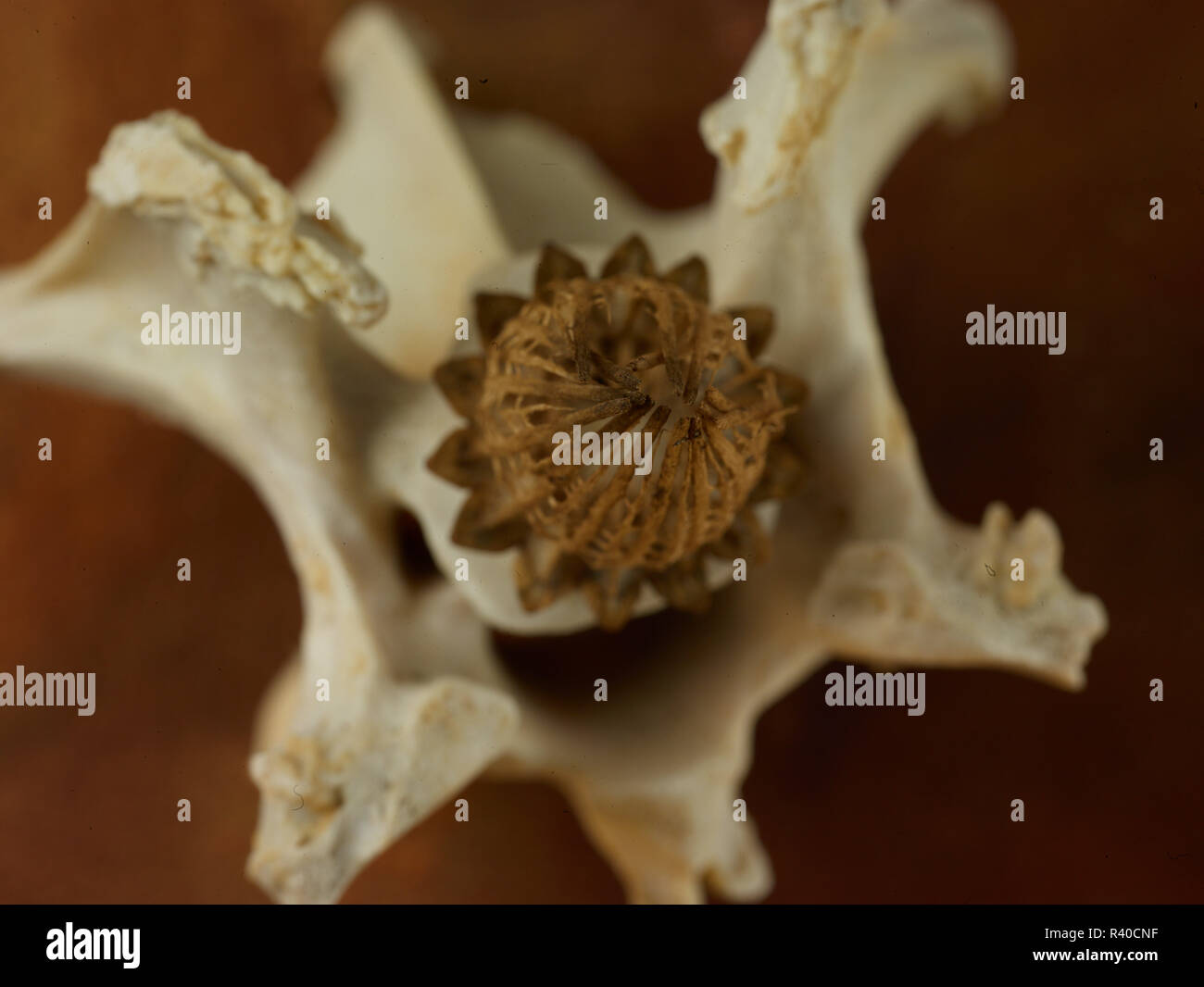 Dried "dead" poppy seed head on a bone fragment still-life Stock Photo ...