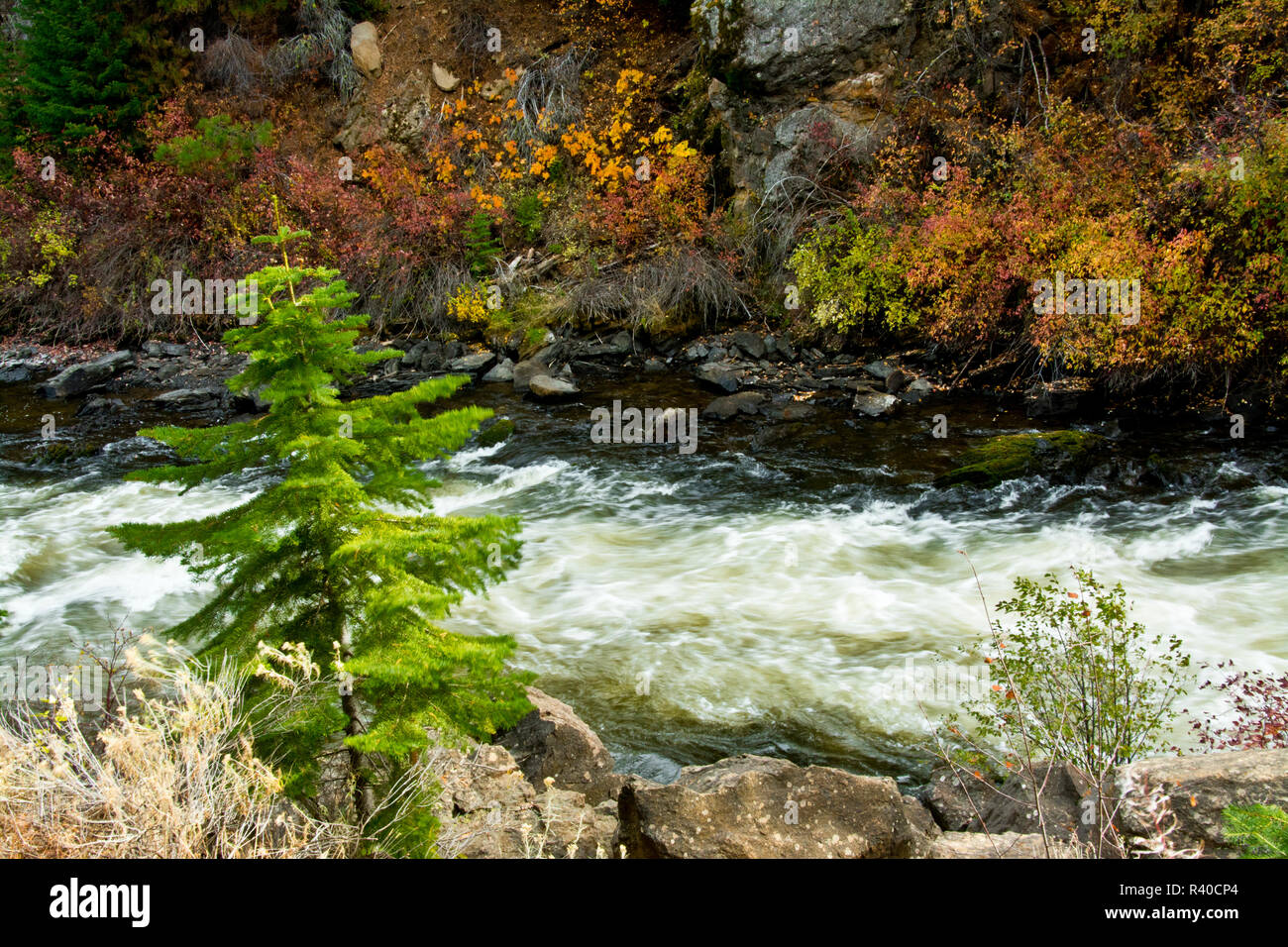Autumn, Benham Falls Area, Deschutes River, Deschutes National Forest ...