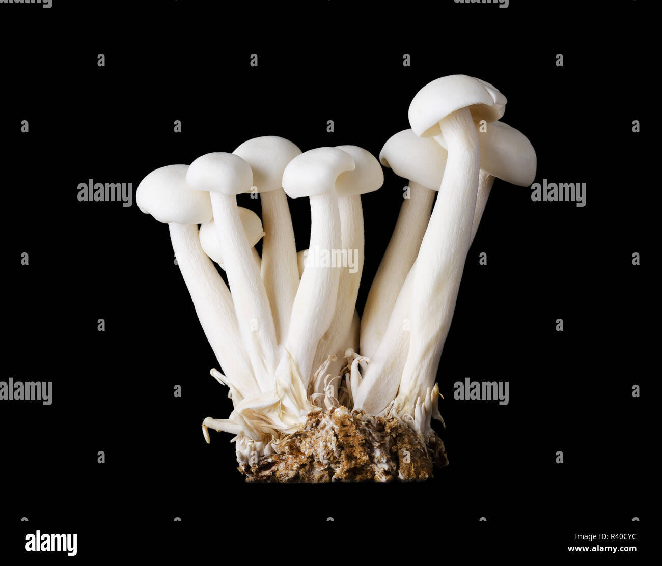 White beech fungi hi-res stock photography and images - Alamy