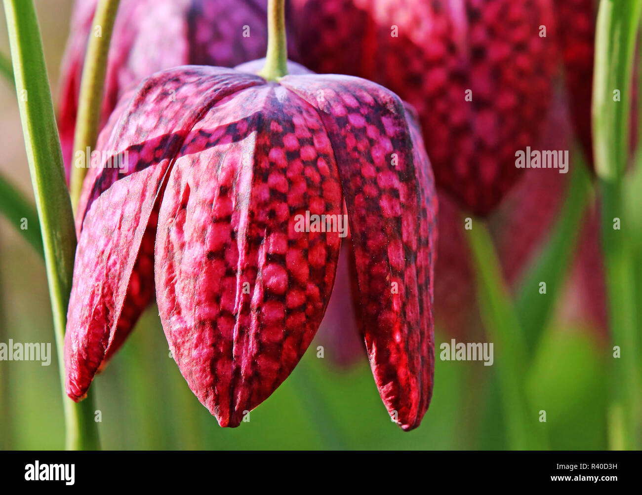 macro shot of chess flower fritillaria meleagris Stock Photo - Alamy