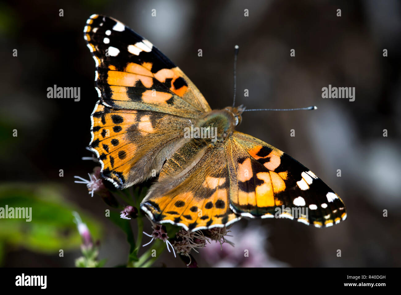 a butterfly style butterfly on a flower sitting thistle Stock Photo - Alamy