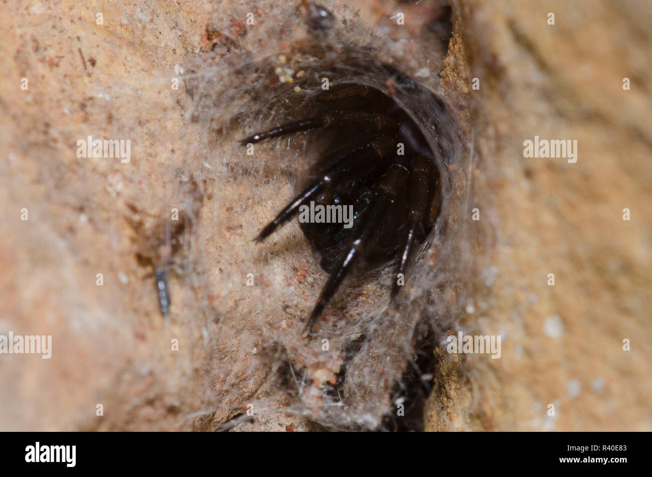 Ariadna hi-res stock photography and images - Alamy