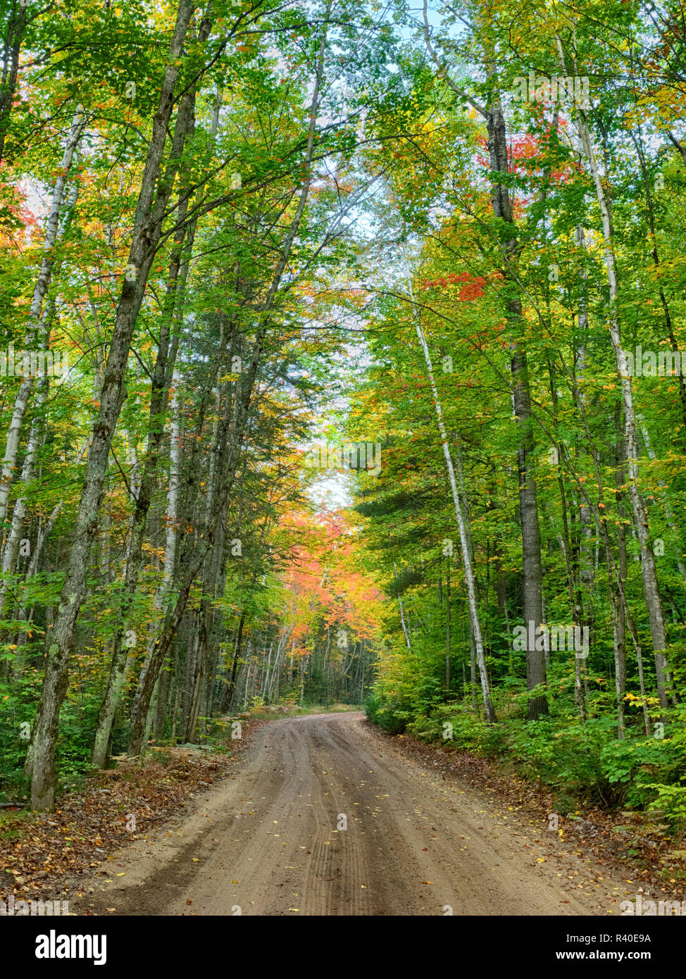 Michigan, Hiawatha National Forest, road with trees in fall color Stock ...
