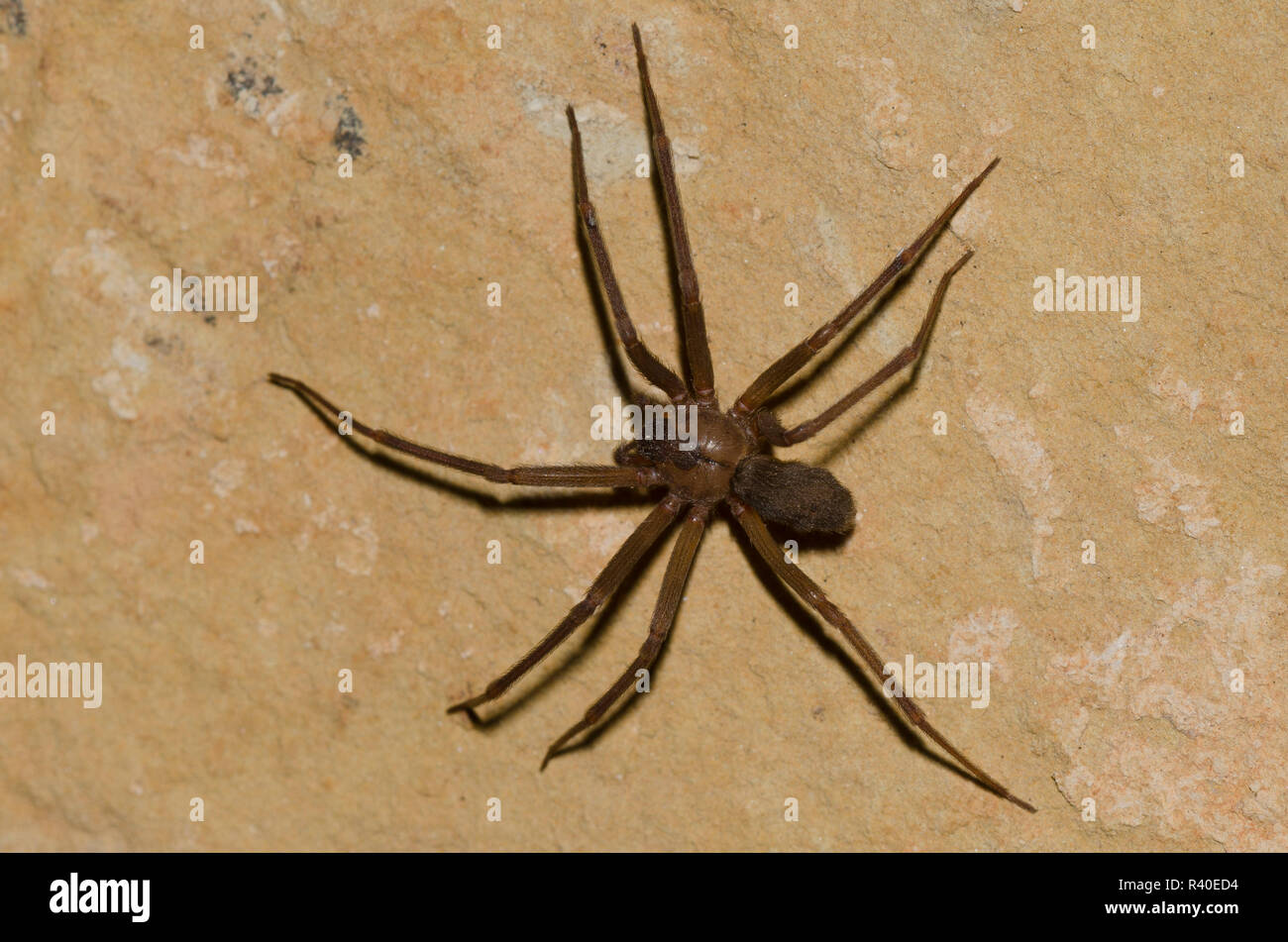 Brown Recluse, Loxosceles reclusa Stock Photo - Alamy
