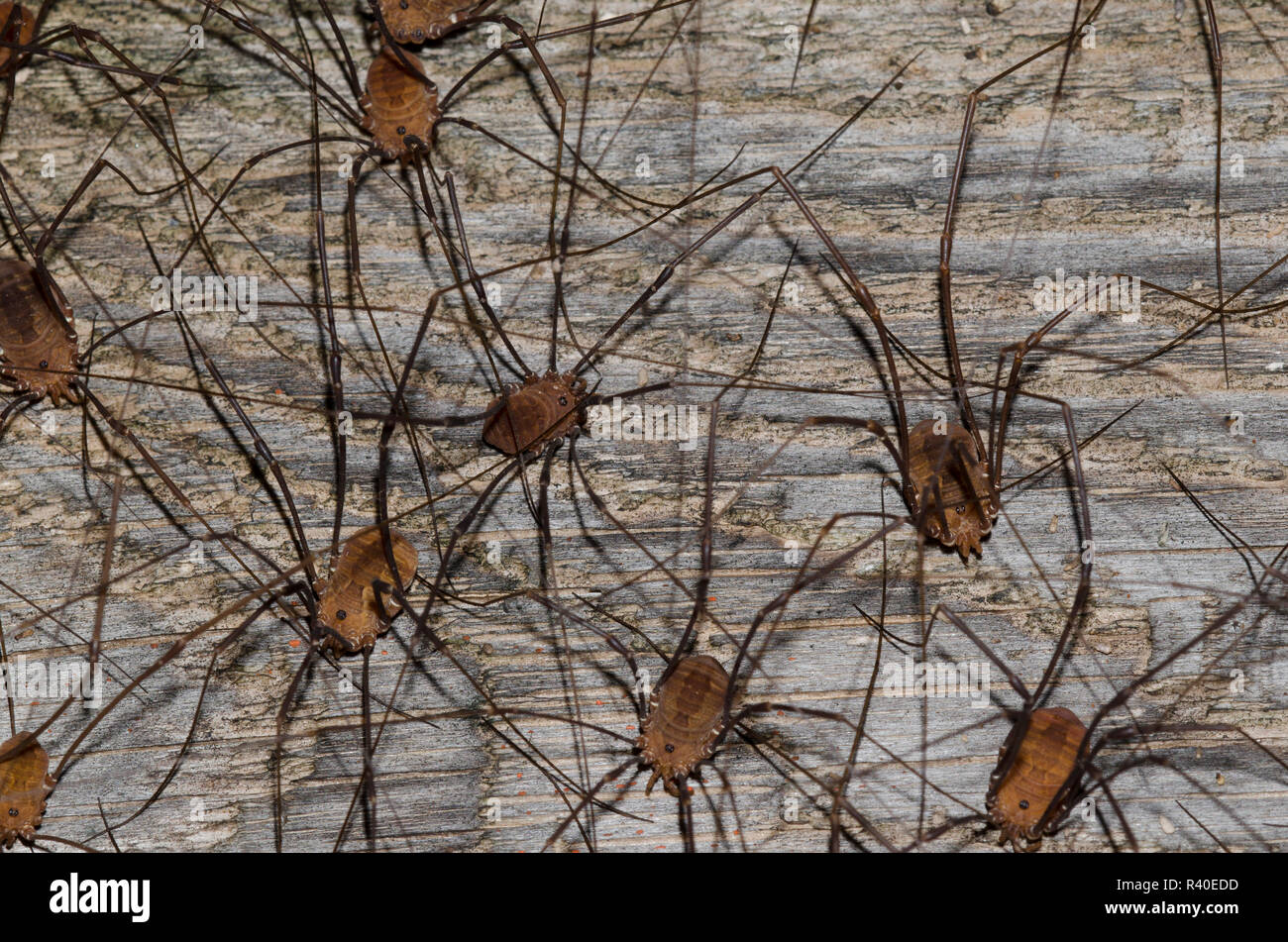 Order opiliones hi-res stock photography and images - Alamy