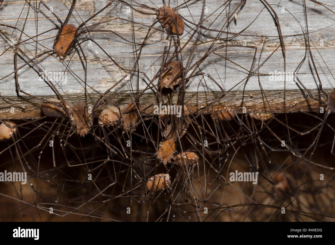 Harvestmen, Leiobunum flavum, clustered on house Stock Photo - Alamy
