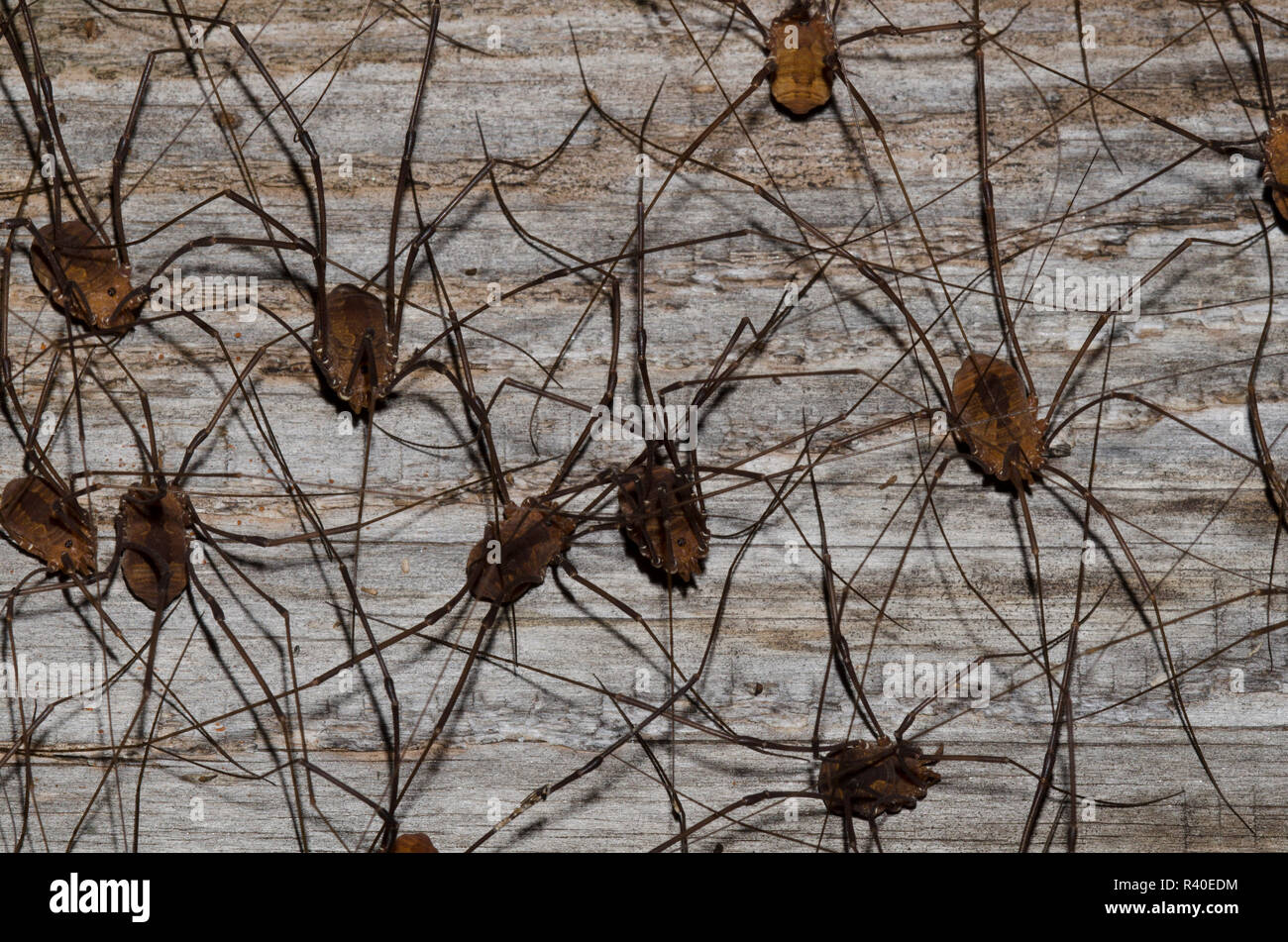 Harvestmen, Leiobunum flavum, clustered on house Stock Photo - Alamy