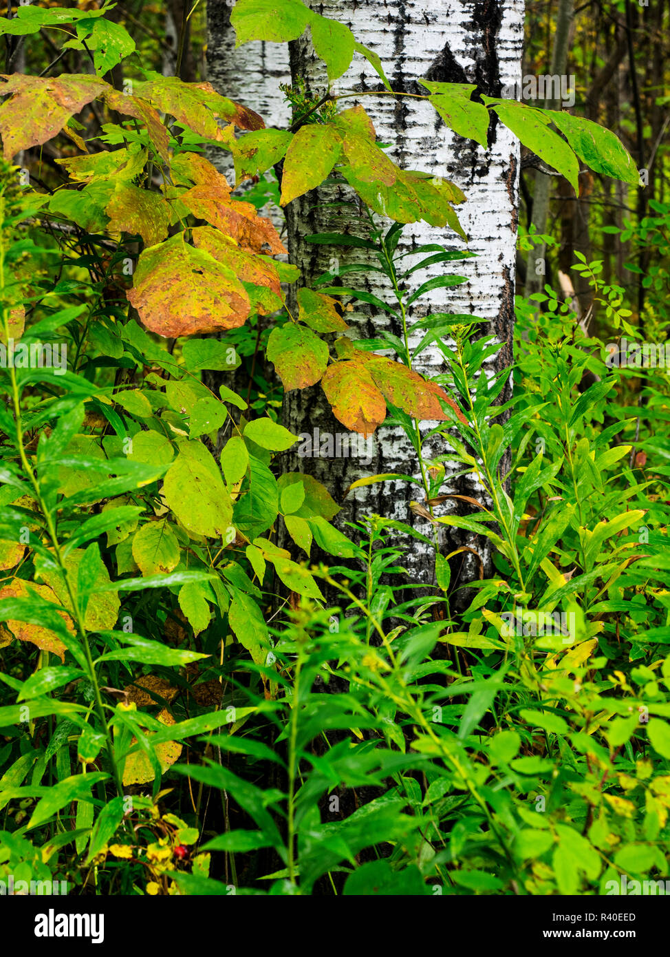Michigan seasons hi-res stock photography and images - Alamy