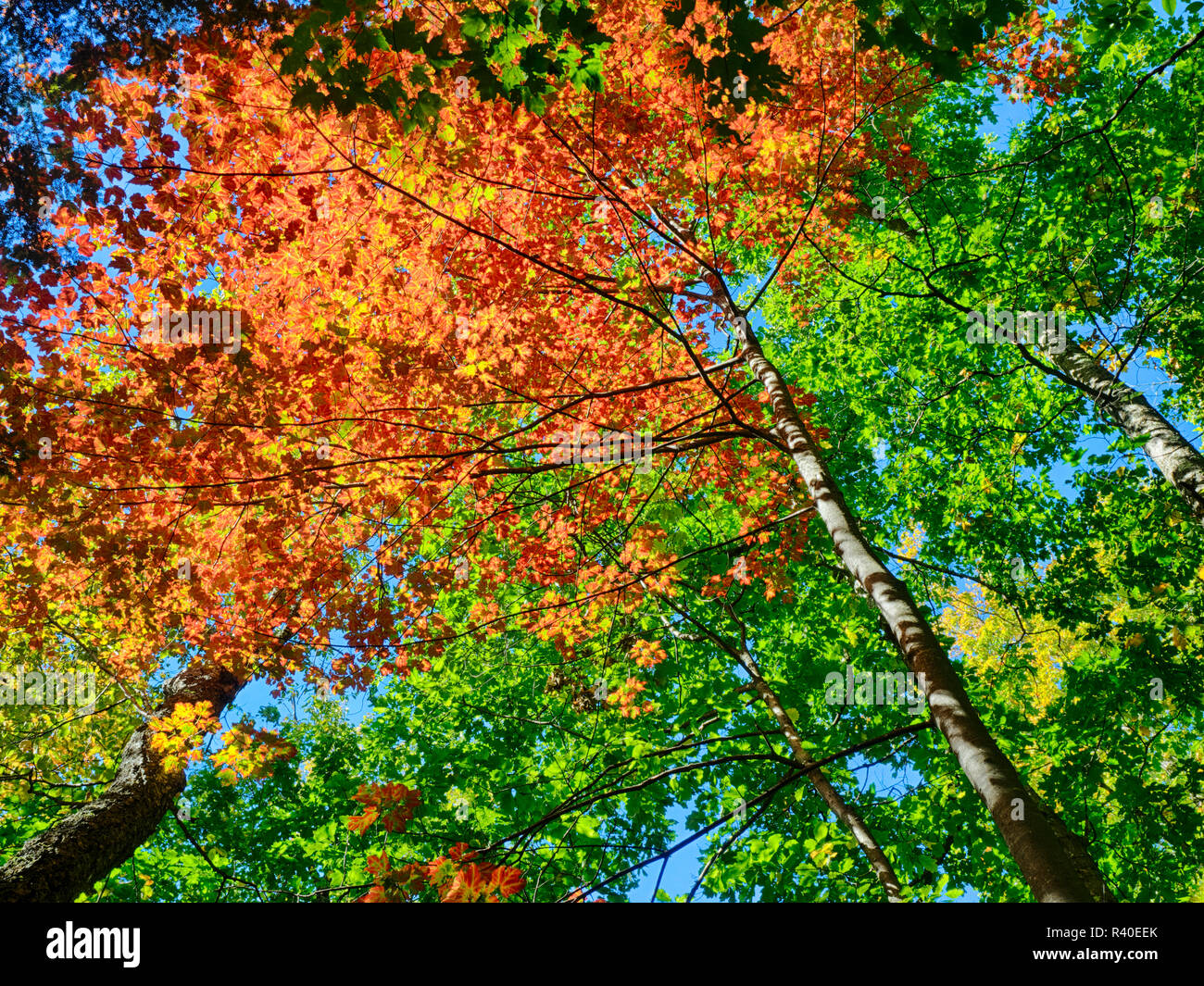 Changing seasons in Upper Michigan Stock Photo - Alamy