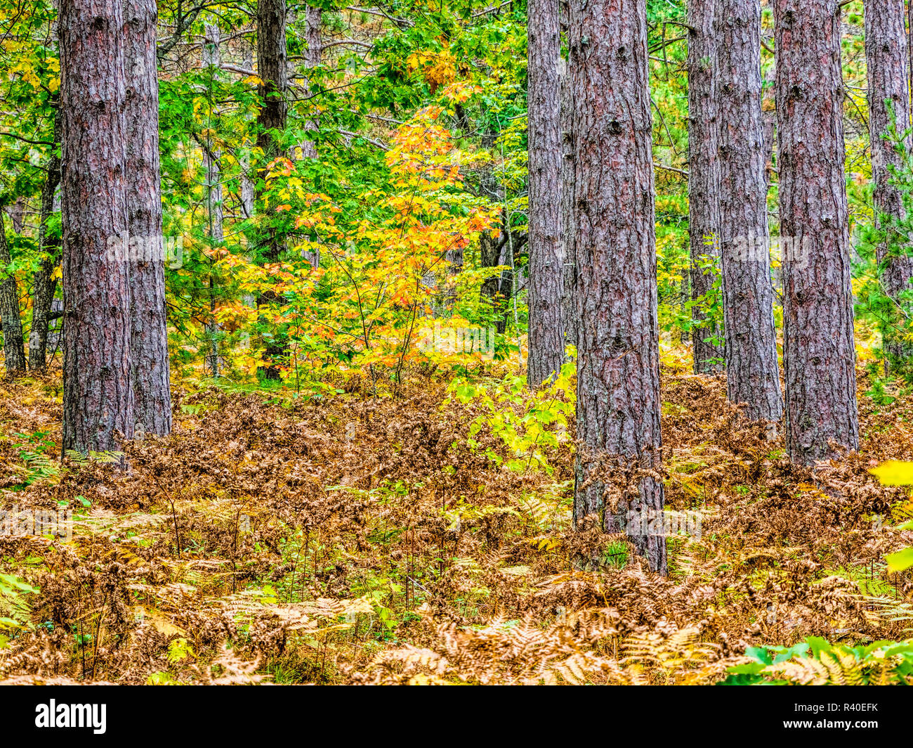 Fall color in the hardwood forest of the Upper Peninsula Stock Photo ...