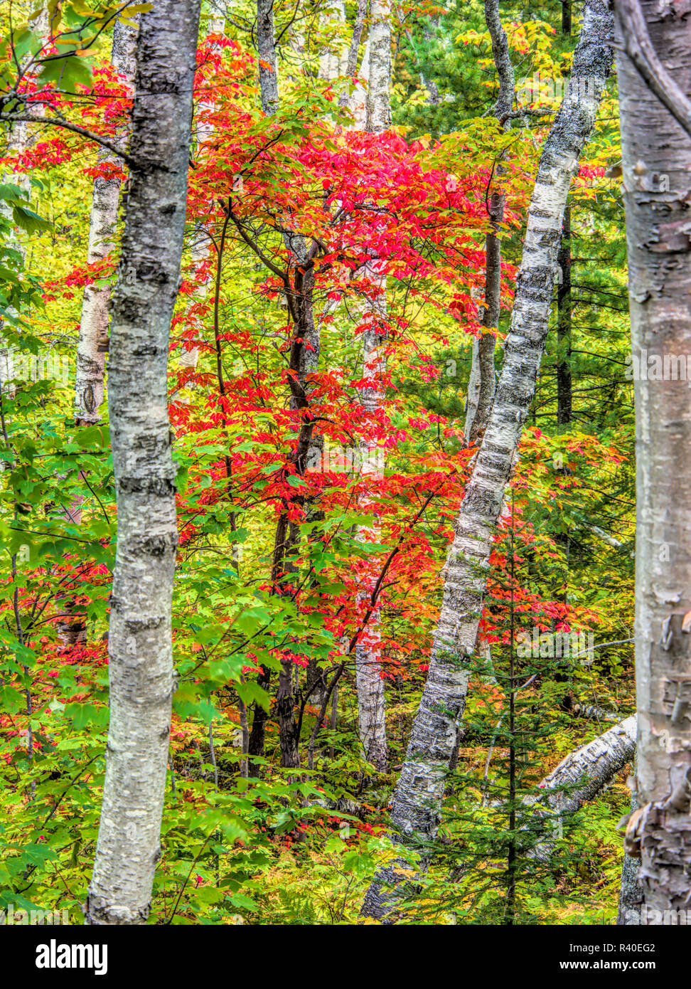 Fall color in the hardwood forest of the Upper Peninsula Stock Photo ...