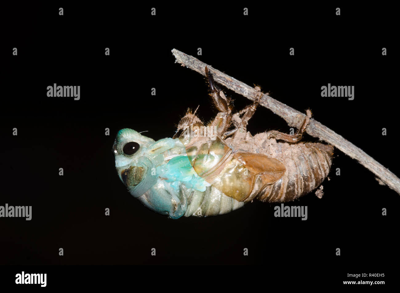 Lyric Cicada, Neotibicen lyricen, molting Stock Photo - Alamy